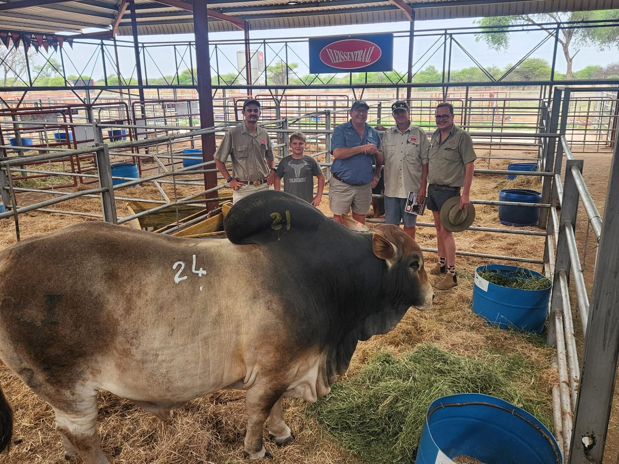 Olifantsklip Borane | Boran Cattle Stud - Naboomspruit, Limpopo